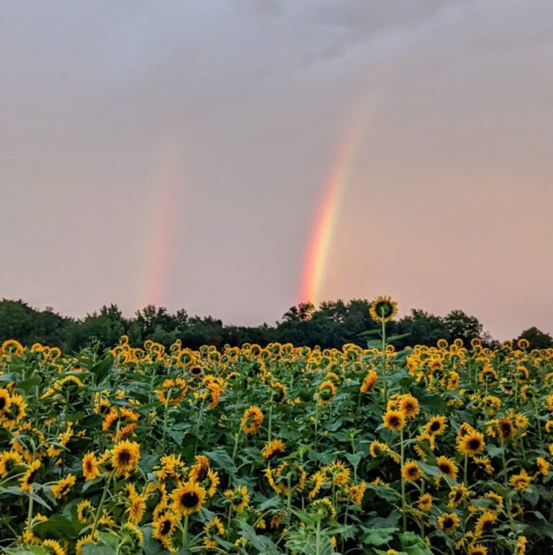 New Jersey's Best Sunflower Fields to Visit in 2022