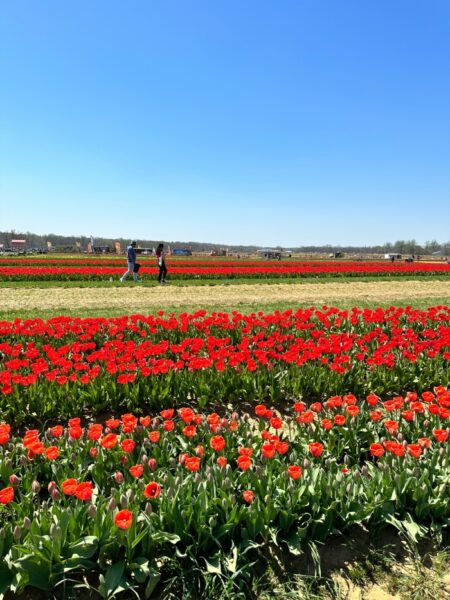 Visiting the Tulip Fields at Holland Ridge Farms in NJ