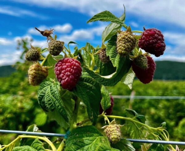 11 U-Pick Fruit Farms in New Jersey to Visit This Summer 2023