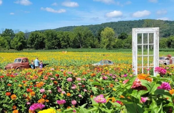 9 Beautiful Sunflower Fields to Visit in New Jersey in 2023